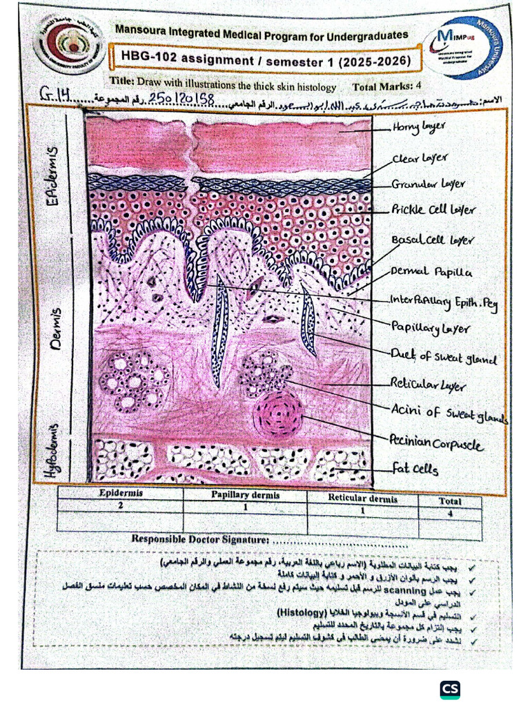 Histology Assignment | PDF