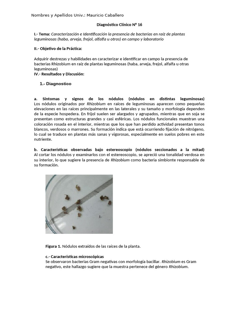DIAGNOSTICO CLINICO BACTERIA EN HABA y TINCION DE GRAM Y ZOOGLEA | PDF ...
