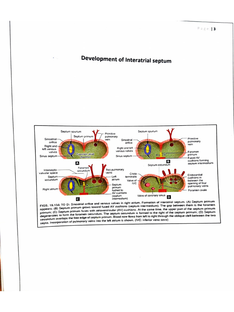 Development of Interatrial Septum | PDF