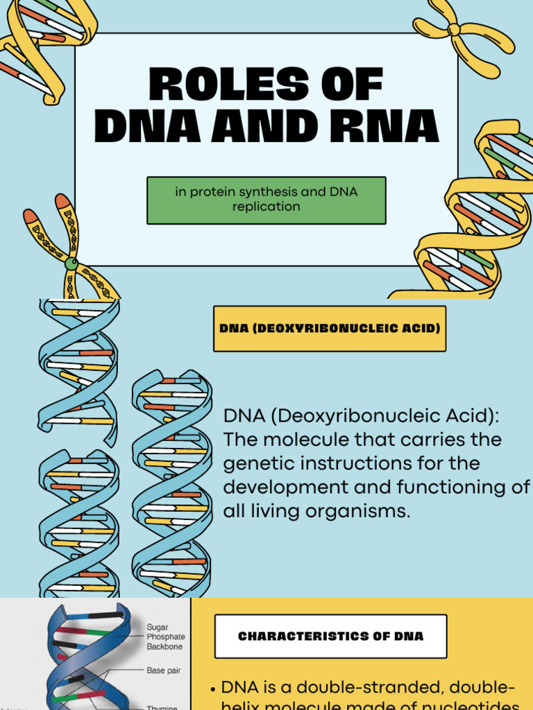 Structure of DNA Education Presentation in Light Blue Yellow Education ...