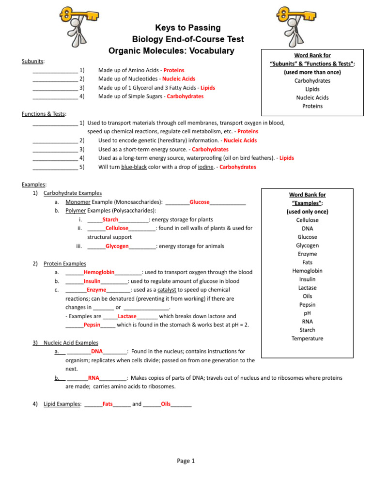 Biology End-of-Course Test Study Guide | PDF | Meiosis | Genotype