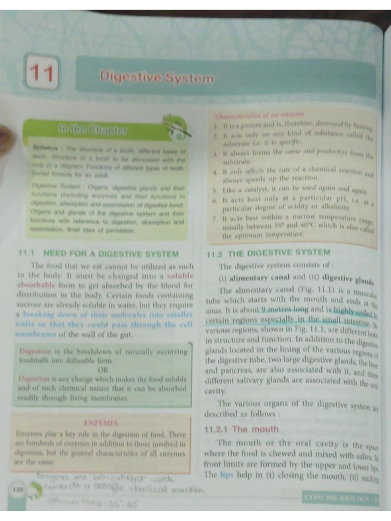 Digestive System | PDF