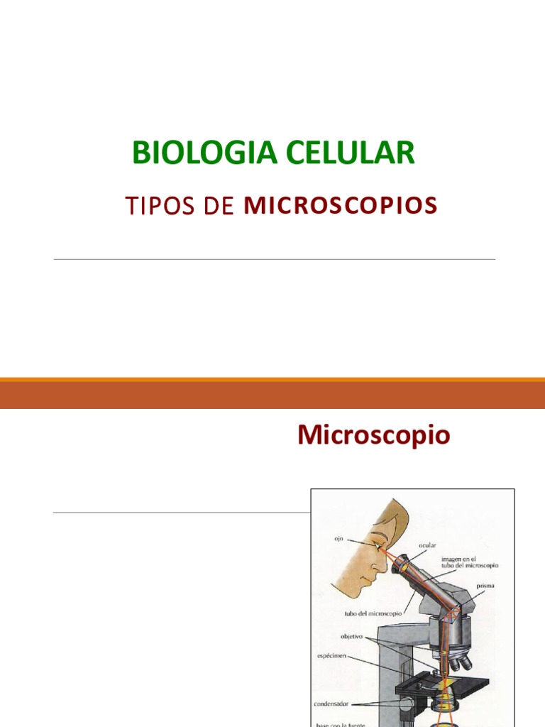 Tipos de Microscopios en Biología Celular | PDF | Microscopio | Ligero
