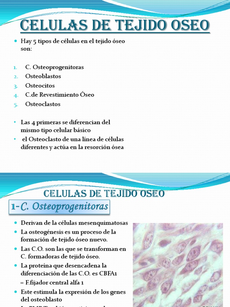 Celulas Oseas | PDF | Hueso | Osteoblastos