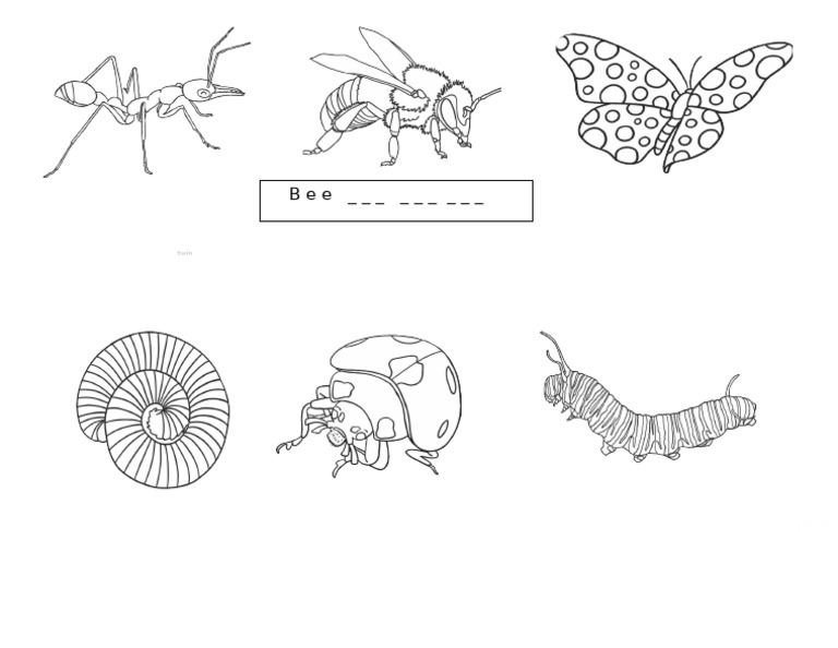 BW Insect Word Mat | PDF