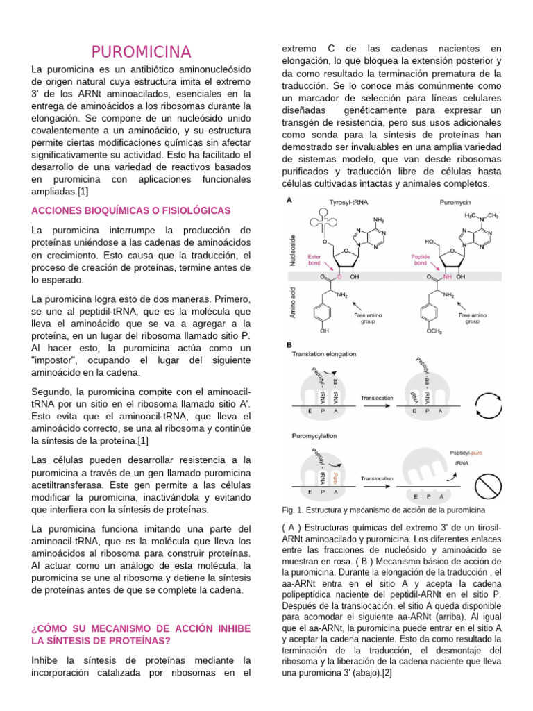 Mecanismo de acción de la puromicina | PDF | Traducción (biología ...