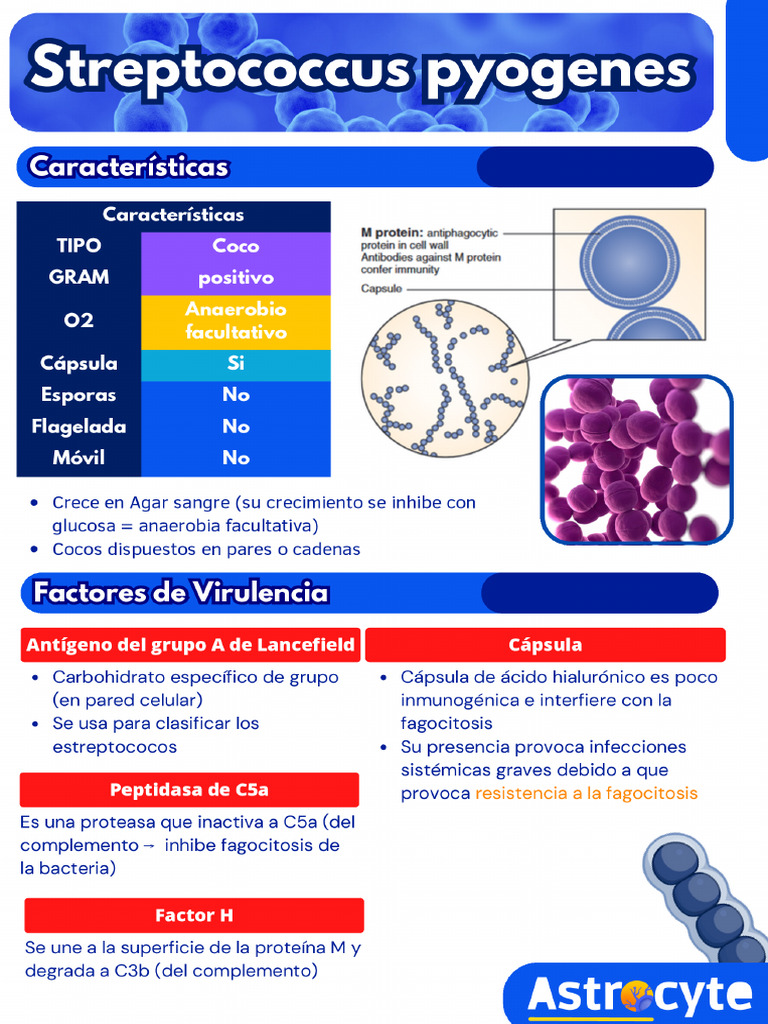 S.pyogenes (Muestra) | PDF
