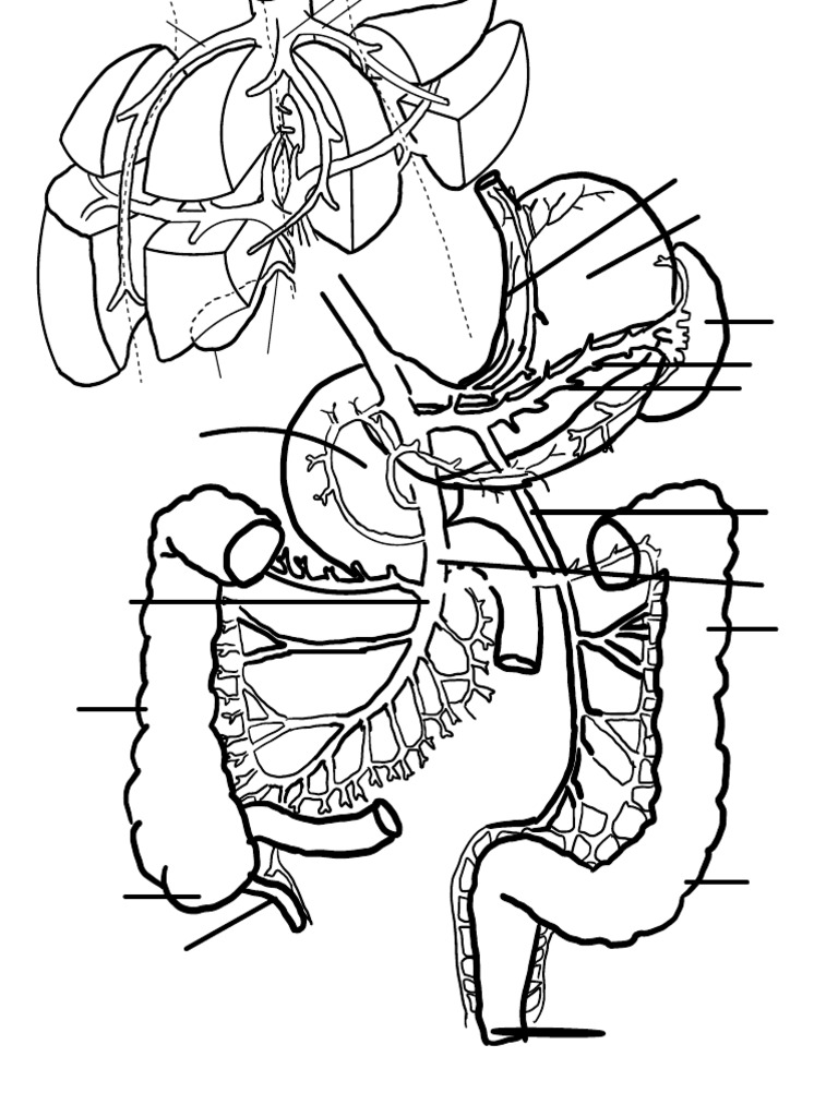 Cross Sectional Anatomy Drawings | PDF