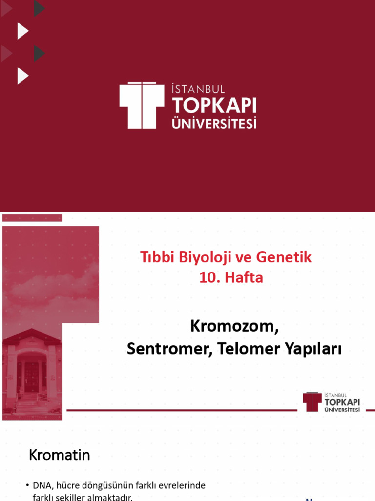 10 TBG 10 Hafta Kromozom Sentromer Telomer Yapilari PDF 1 | PDF