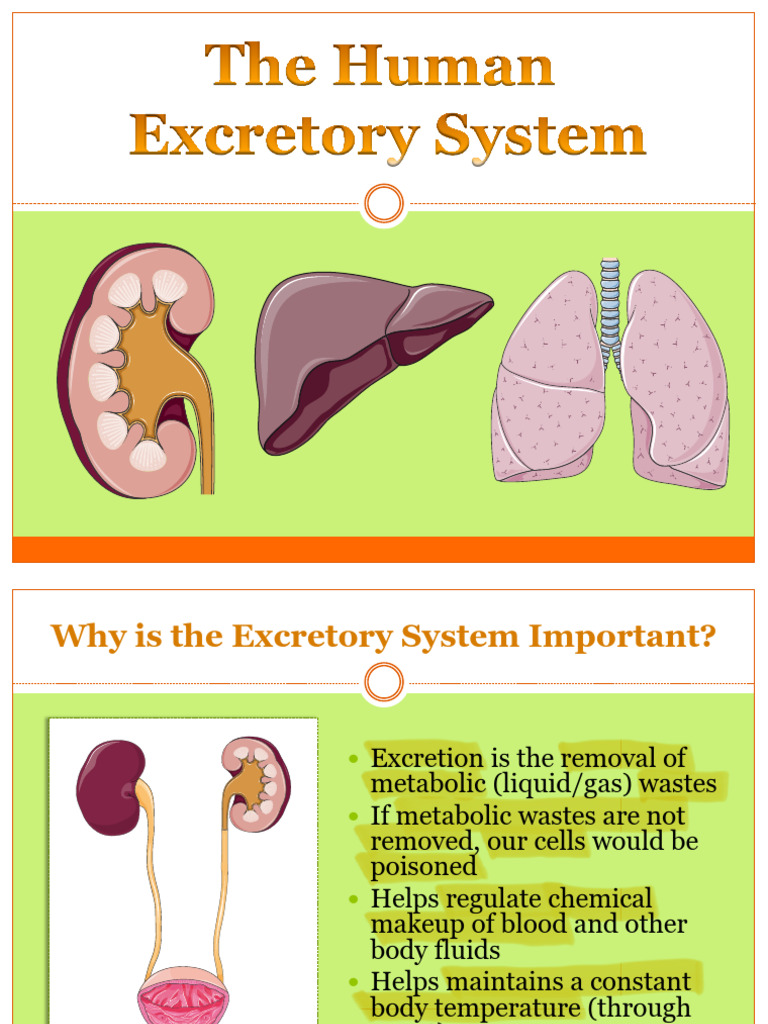 Importance of the Excretory System | PDF | Kidney | Excretion