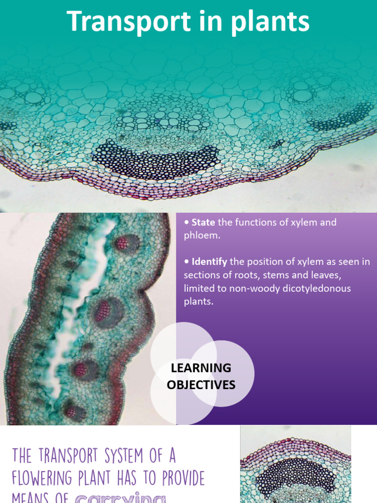 Plant Transport: Xylem, Phloem, and Roots | PDF | Root | Leaf