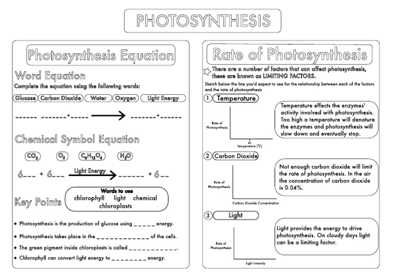 Photosynthesis Worksheet | PDF