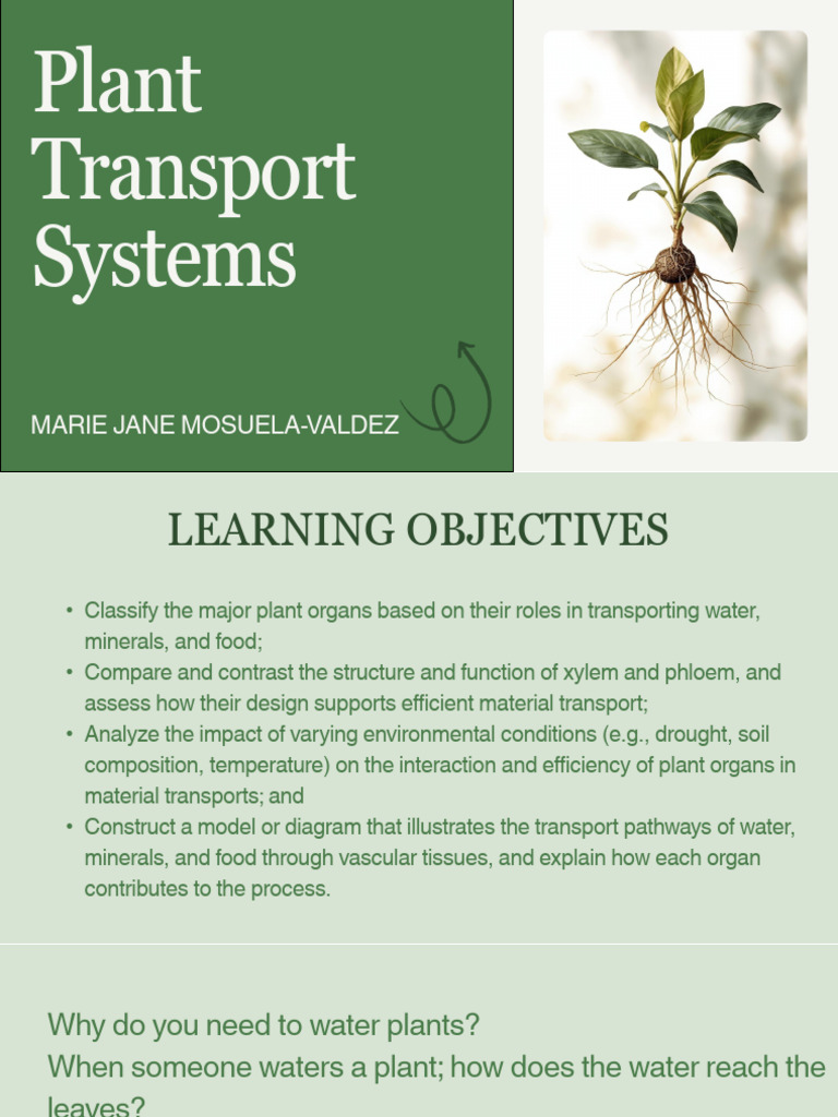 Plant Transport Systems | PDF | Leaf | Root