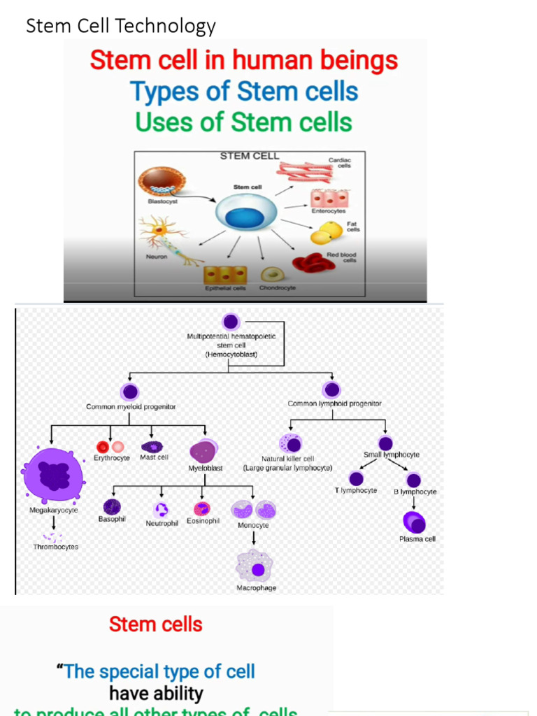 Introduction of Stem Cell - F | PDF