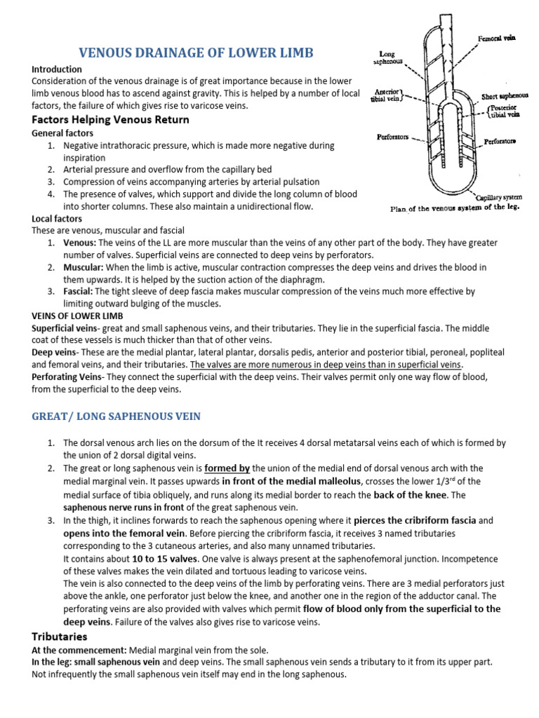 Venous Drainage of the Lower Limb | PDF | Vein | Human Leg