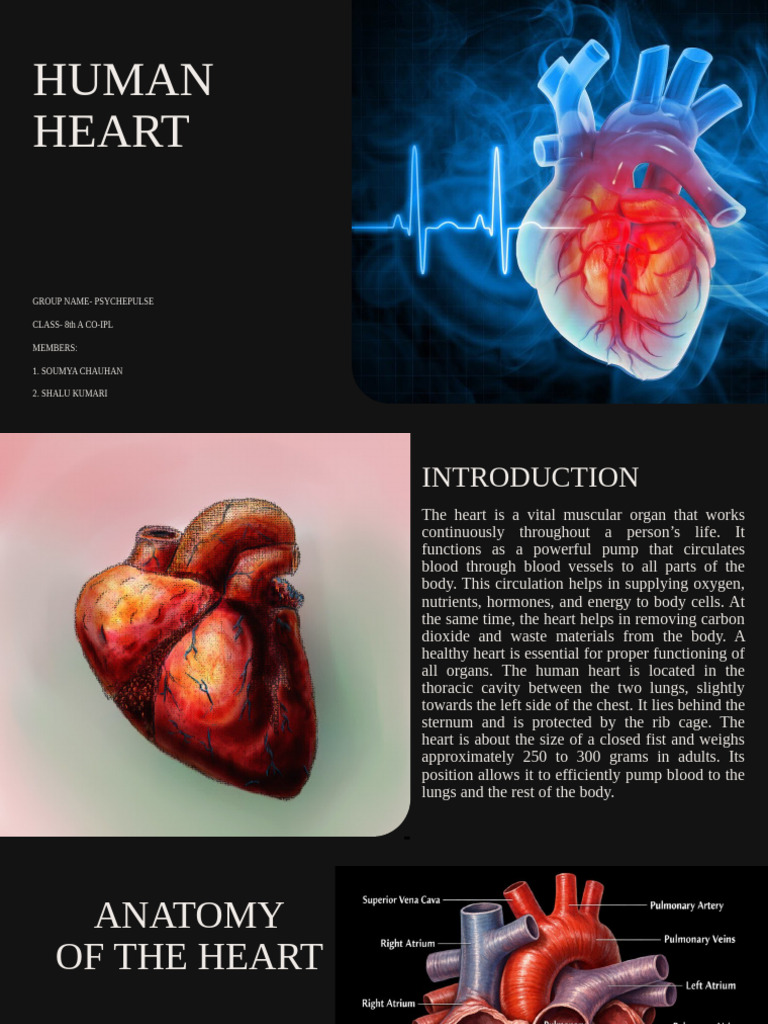 Anatomy and Functions of the Human Heart | PDF | Heart Valve | Heart