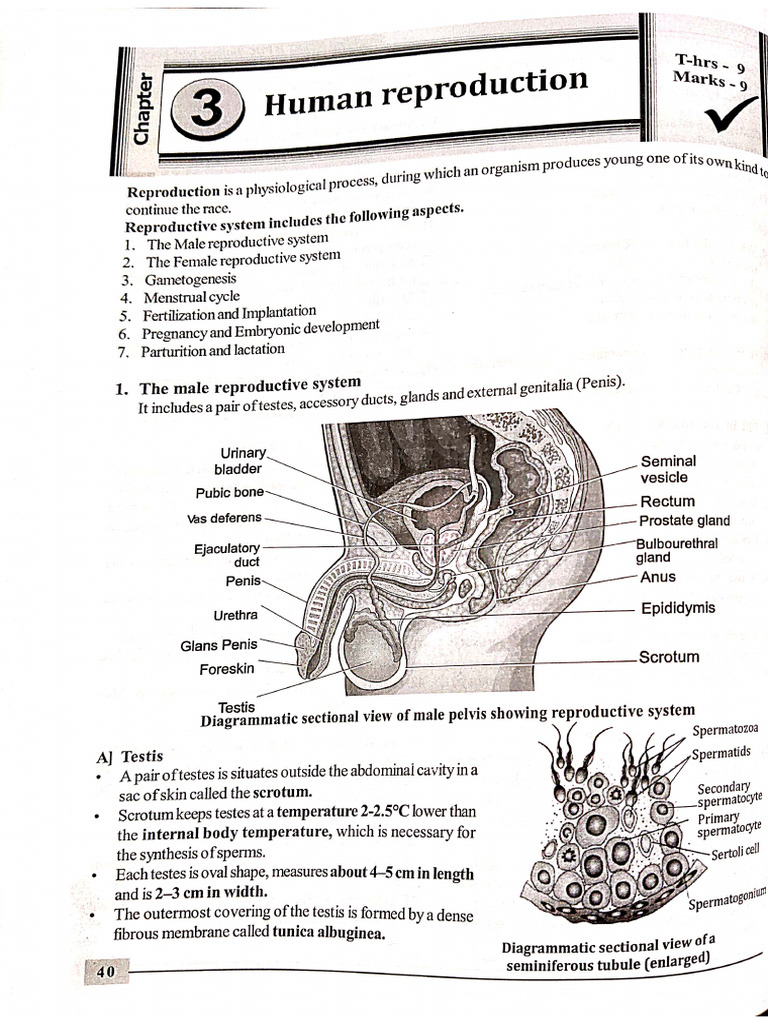 Human Reproduction Chapter Material 2puc Biology | PDF