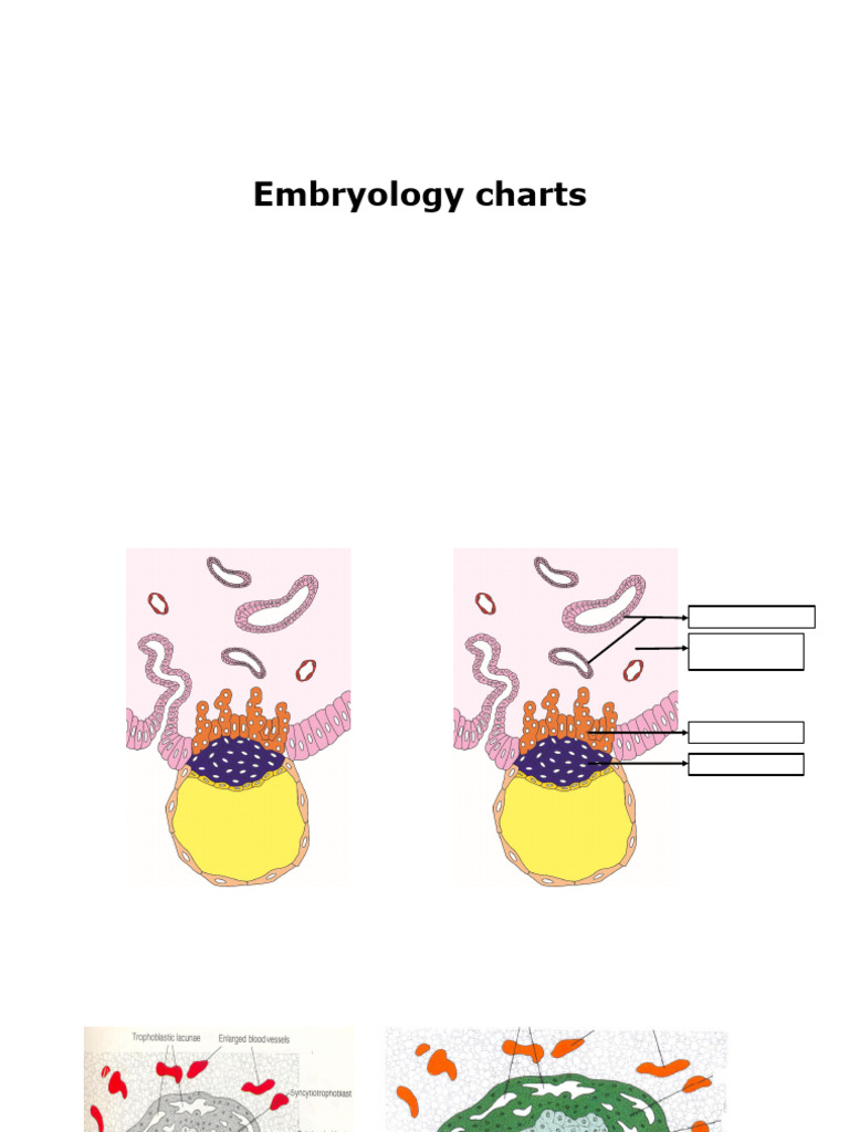 Embryology Implantation and Development Charts | PDF
