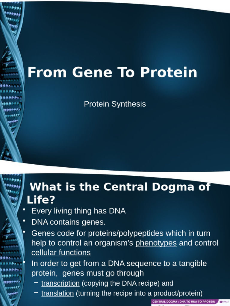 AP Bio Protein Synthesis 2024 | PDF | Translation (Biology) | Rna
