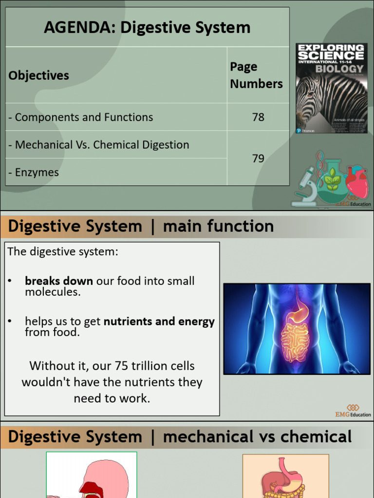 Human Body; Digestive System PPT | PDF | Digestion | Gastrointestinal Tract