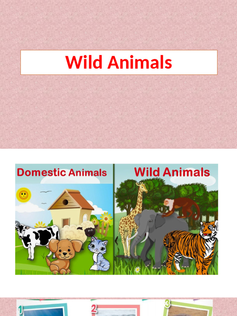 1.Wild Animals MEB 7.Sınıf 4 Ünite | PDF | Mammals | Amphibian