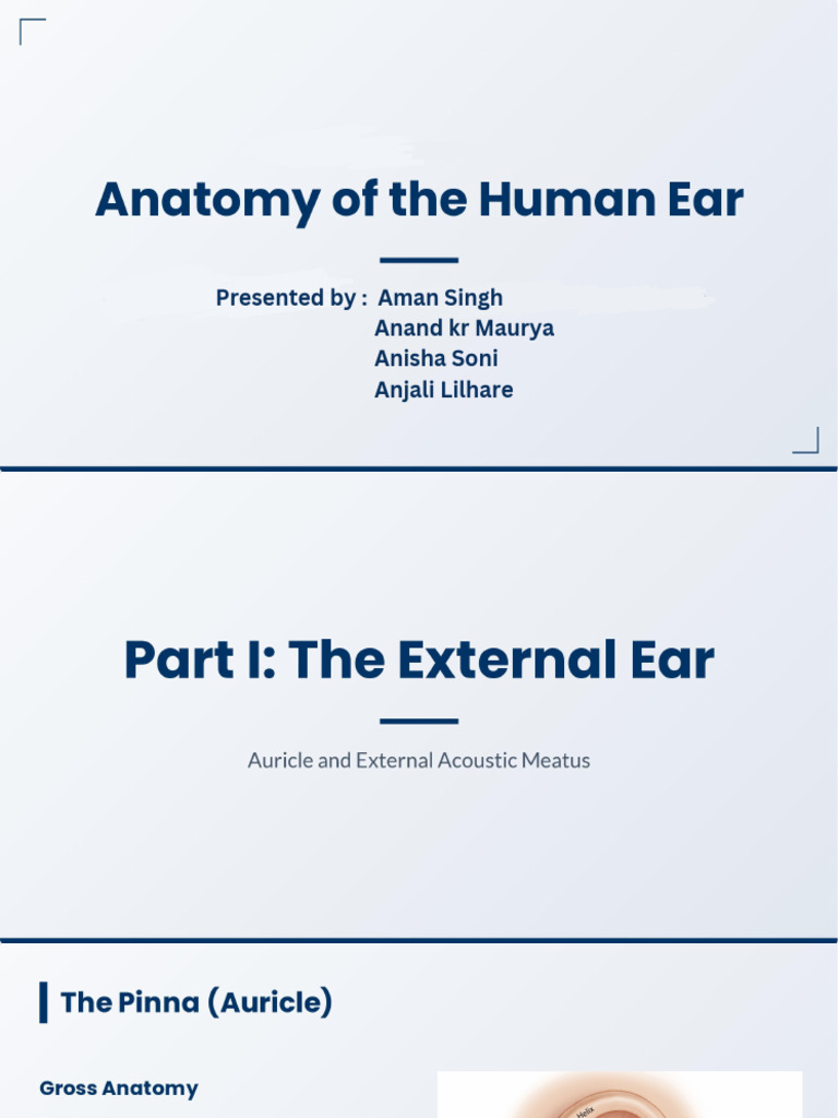 Internal Ear and Eustachian Tube Overview | PDF