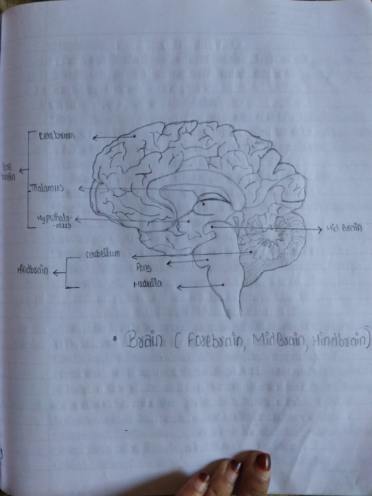 Anatomy Most Imp | PDF