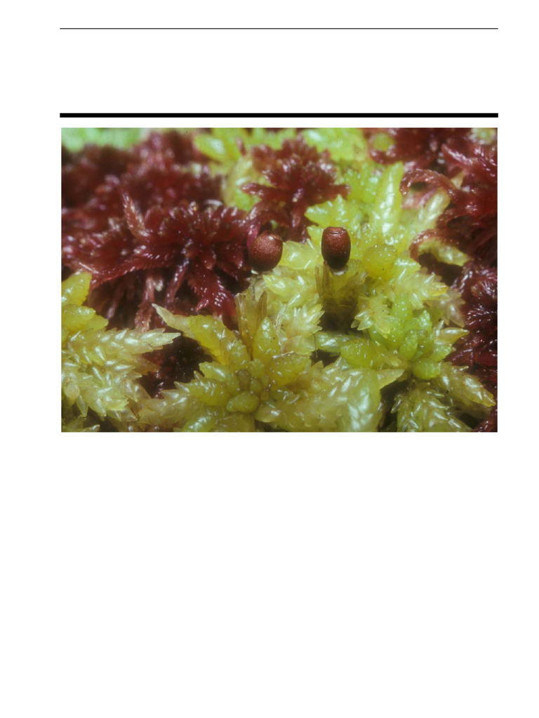 2-5 Sphagnopsida | PDF | Moss | Plants