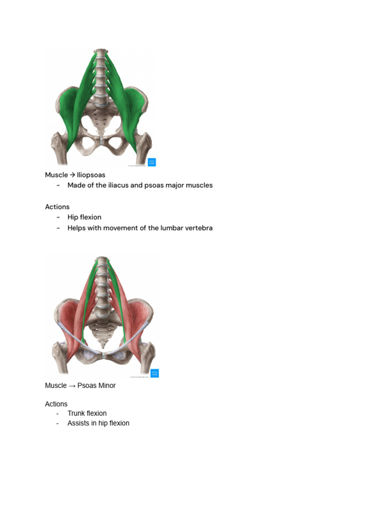 Muscles of the Lower Extremity | PDF | Foot | Anatomical Terms Of Motion