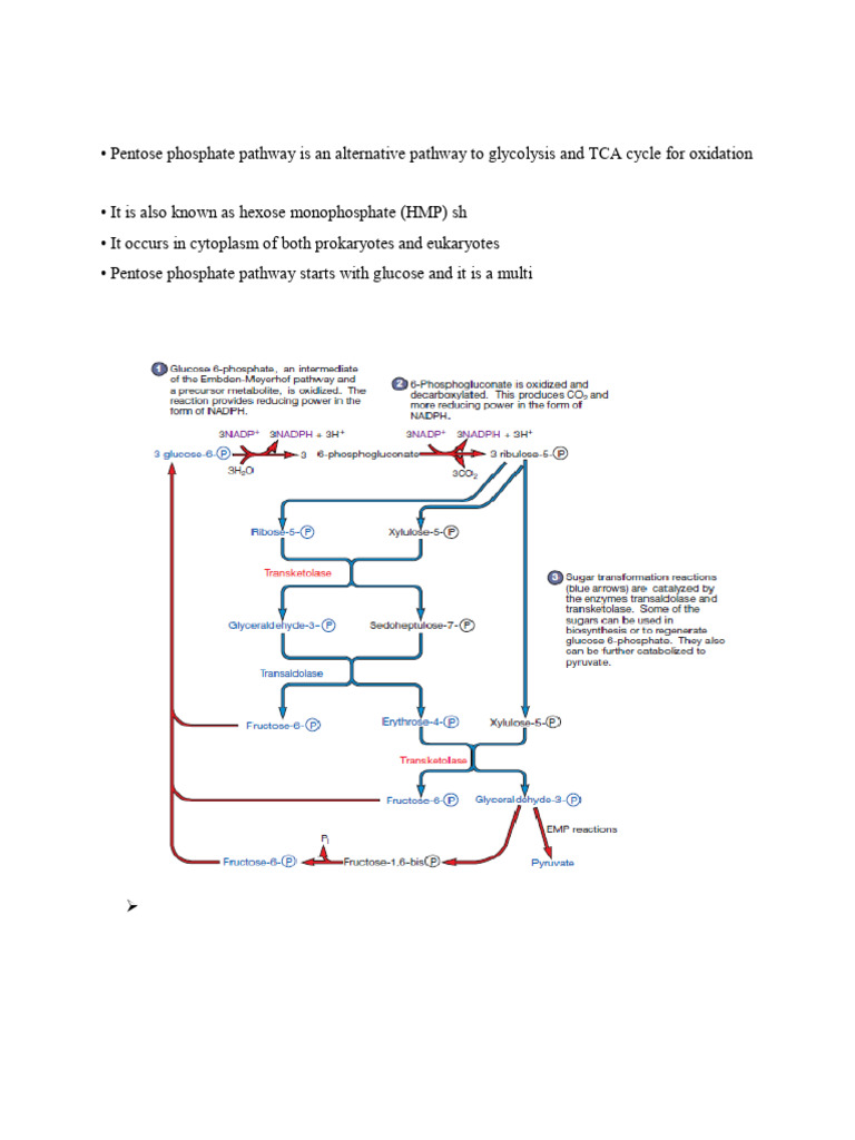 Carbohydrate Metabolism (HMP or Pentose Phosphate Pathway) | PDF ...
