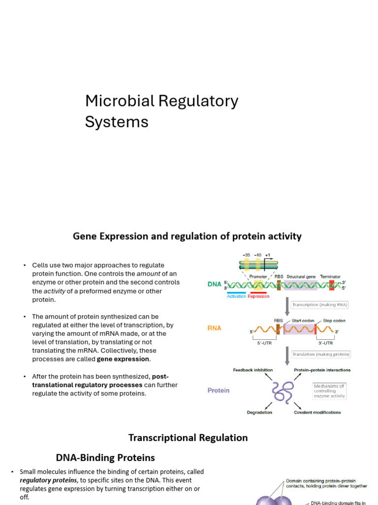 Microbial Gene Expression Regulation | PDF | Repressor | Operon
