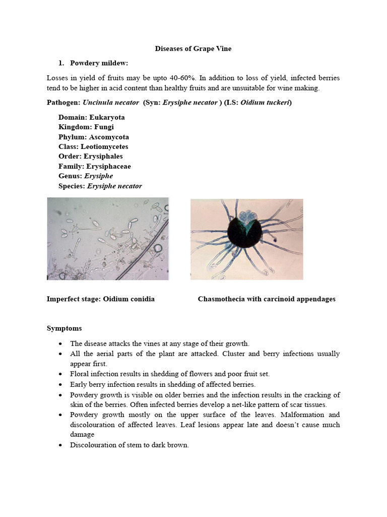 Grape Vine Diseases | PDF | Organisms | Fungus