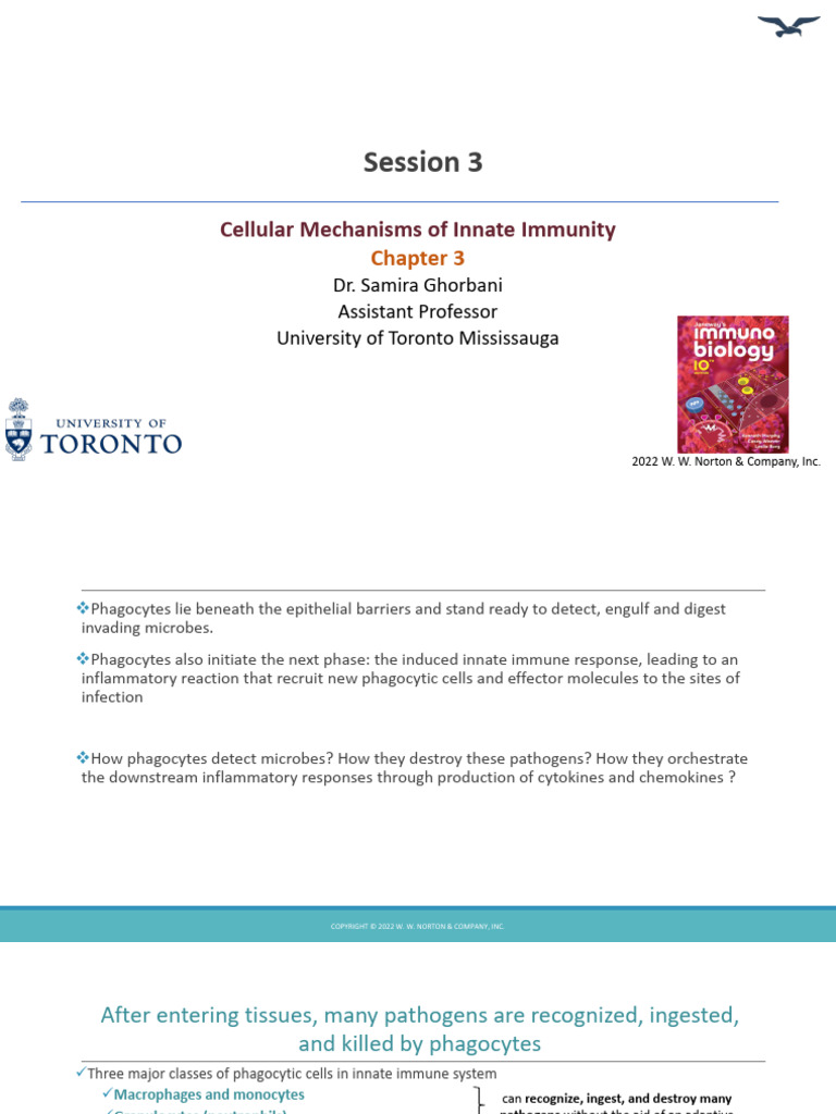 Innate immune cells | PDF | Immune System | Innate Immune System