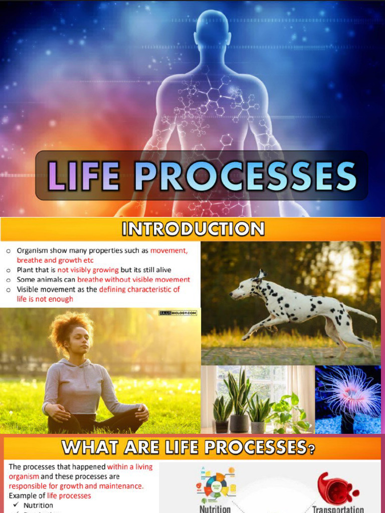 Life Processes New | PDF