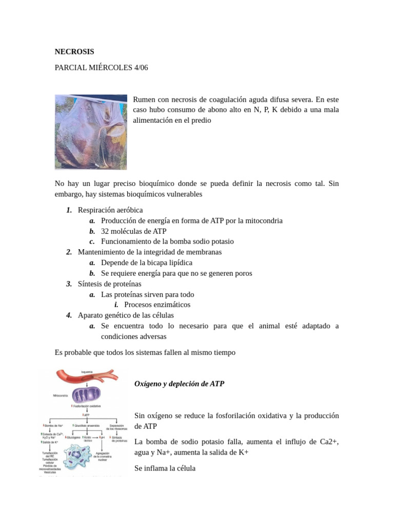 8. Necrosis | PDF | Trifosfato de adenosina | Músculo