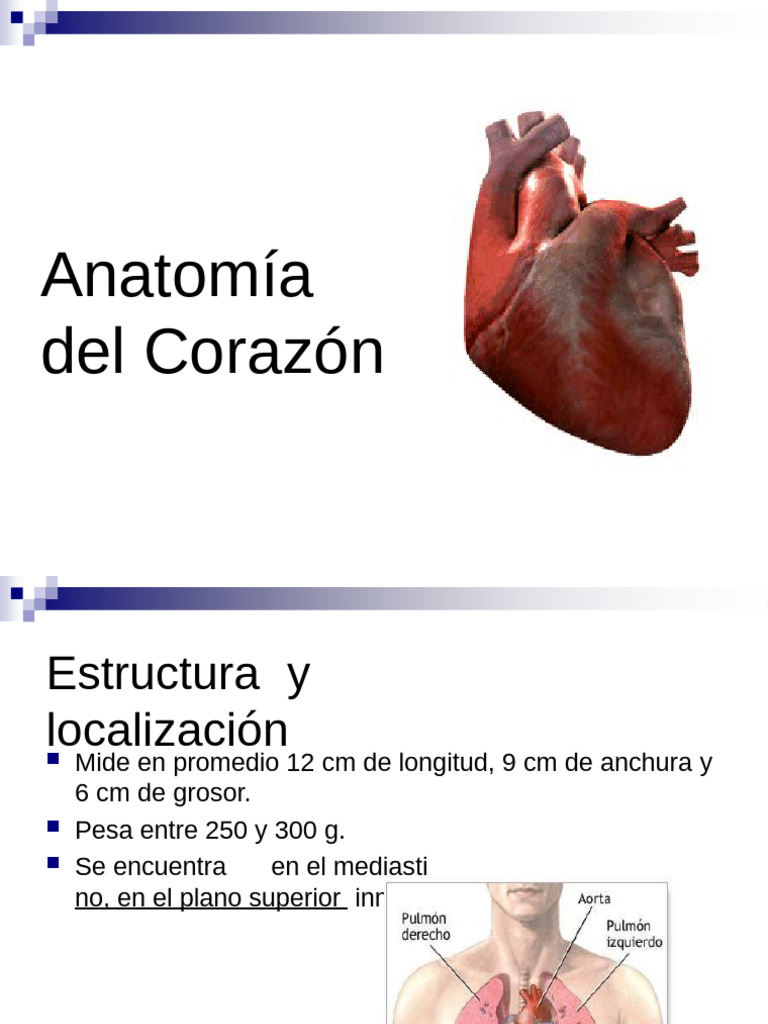 Anatomía del Corazón: Estructura y Función | PDF | Corazón | Ventrículo ...