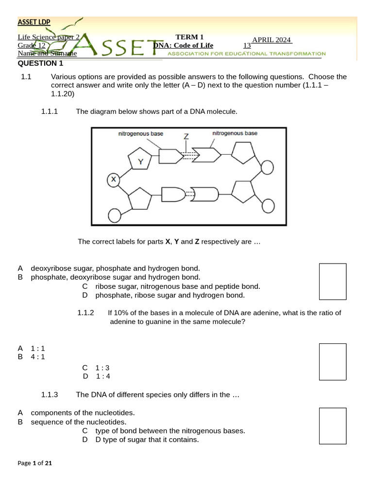 DNA Structure and Function Quiz | PDF | Dna | Nucleic Acid Sequence