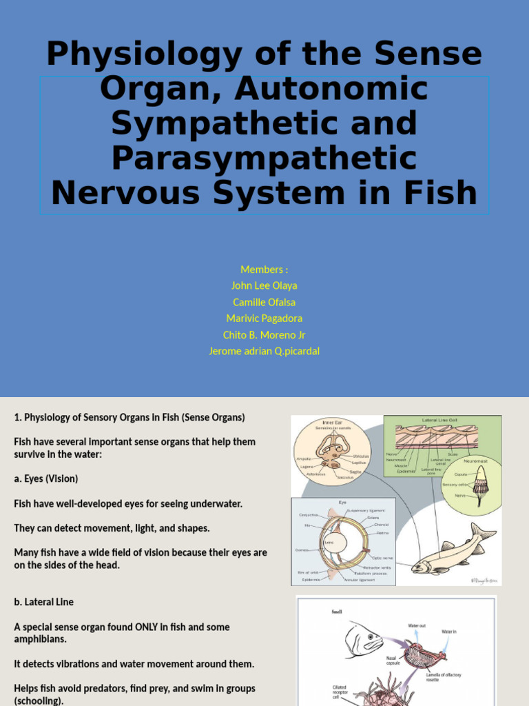 Fish Sensory Organs & Nervous System | PDF | Senses | Fish