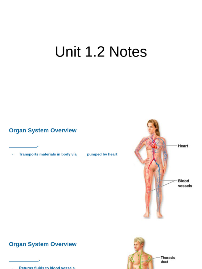 Organ System Overview and Functions | PDF