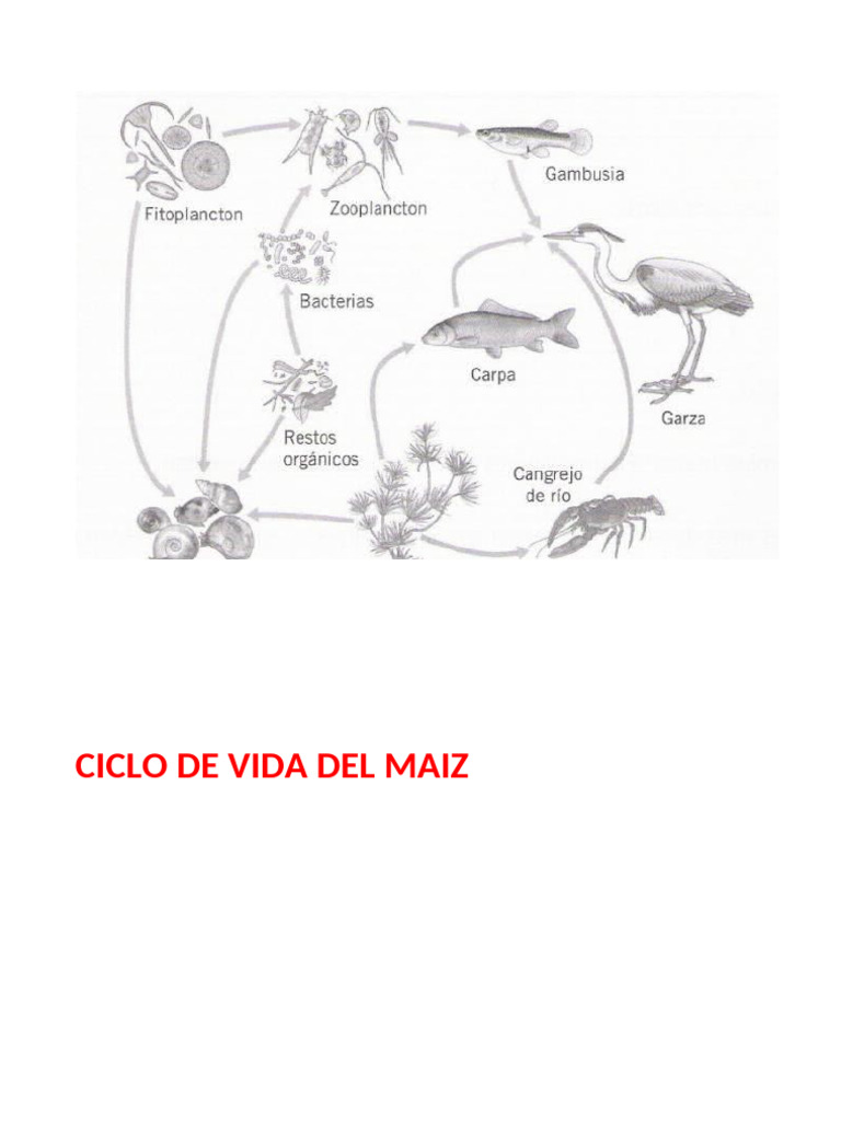 Ciclo de Vida Del Maiz | PDF