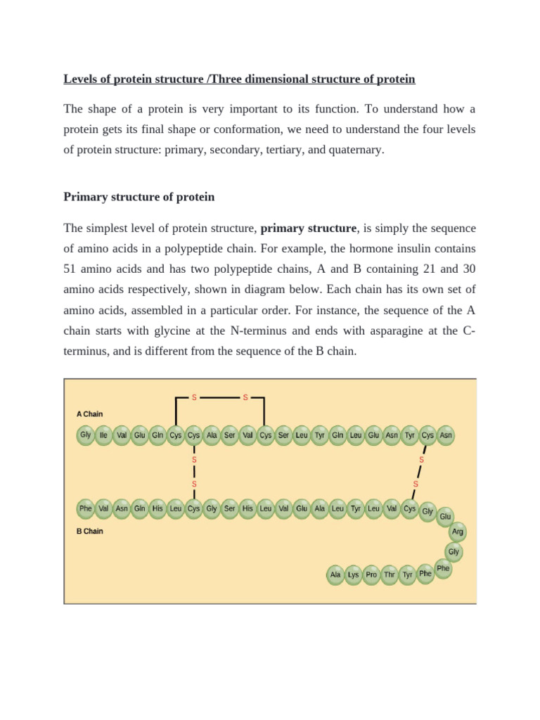 Levels of protein structure | PDF | Beta Sheet | Protein Structure