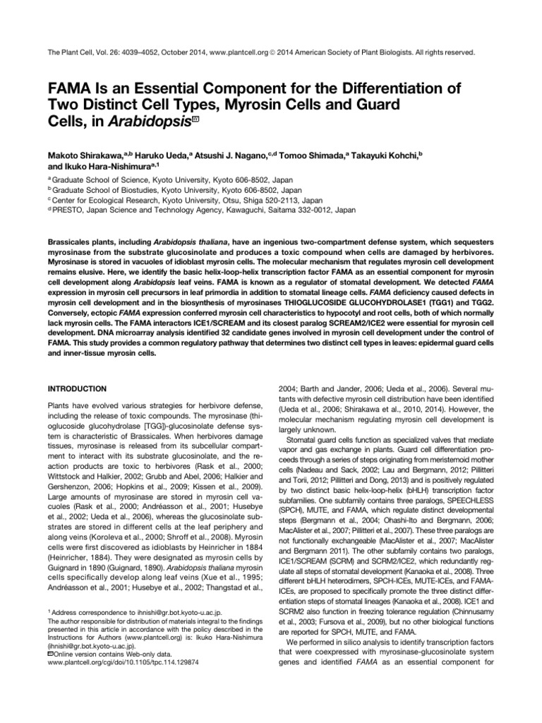 FAMA's Role in Myrosin and Guard Cell Differentiation | PDF | Gene ...