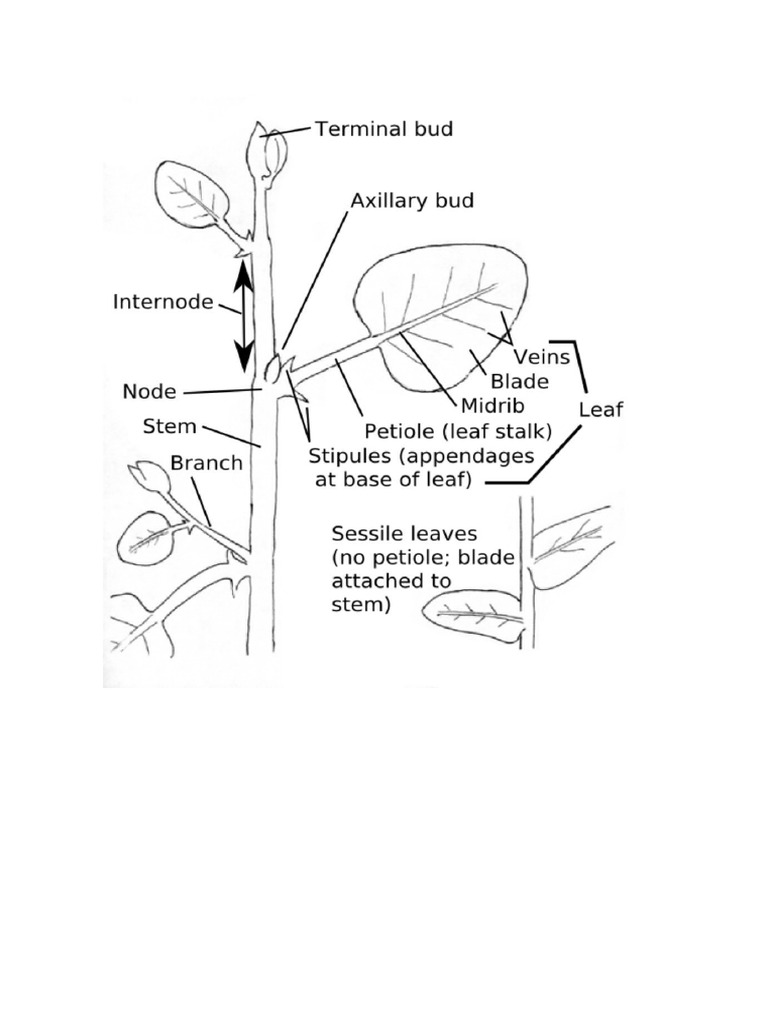 Plant Anatomic Structure | PDF