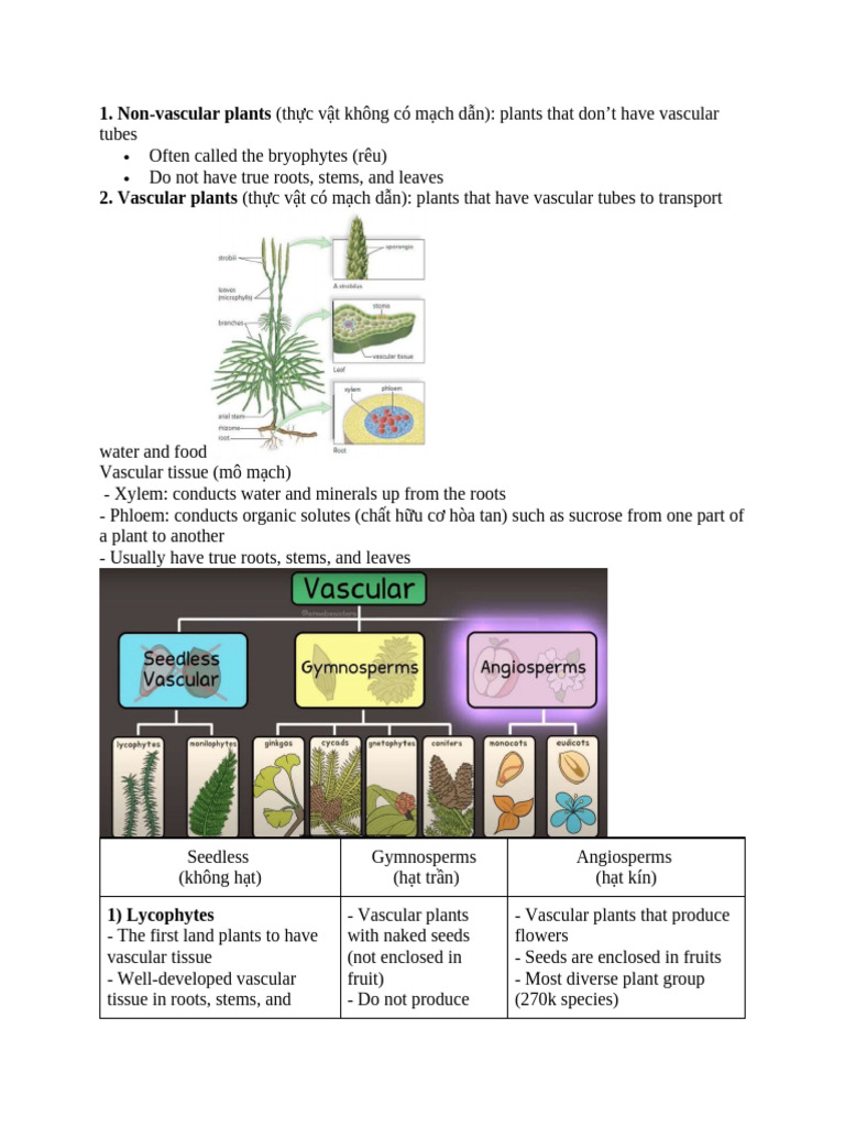 Types of Plants: Vascular vs Non-Vascular | PDF