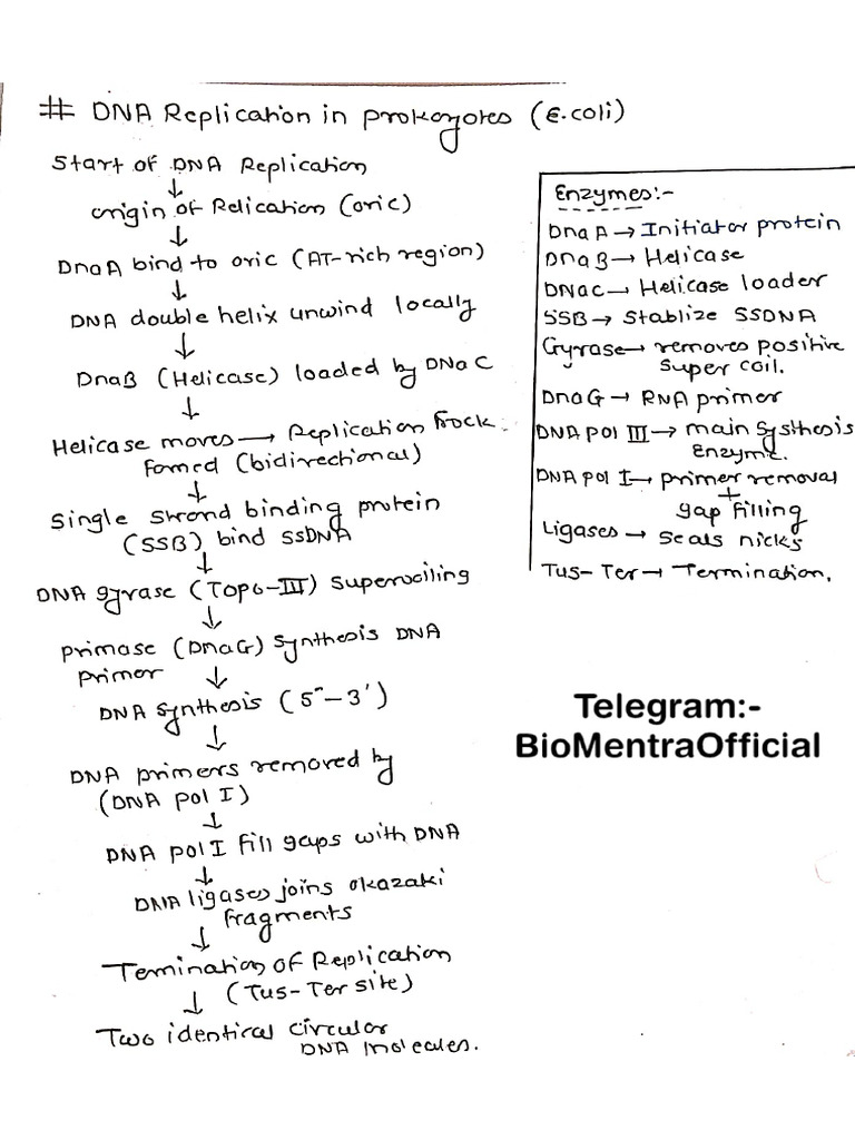 Dna Replication (Pro& Eukaryotic) Flow Chart | PDF