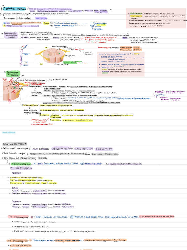 2. Meninges y médula espinal | PDF | Médula espinal | Anatomía de los ...