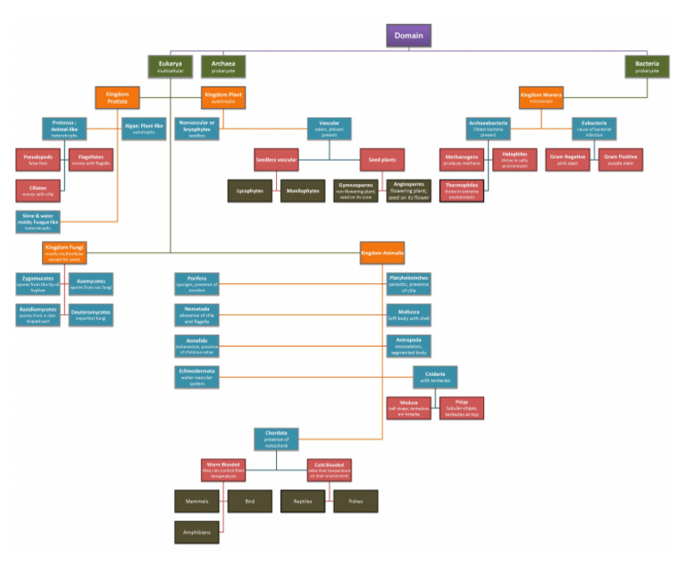Taxonomy Mind Map | PDF