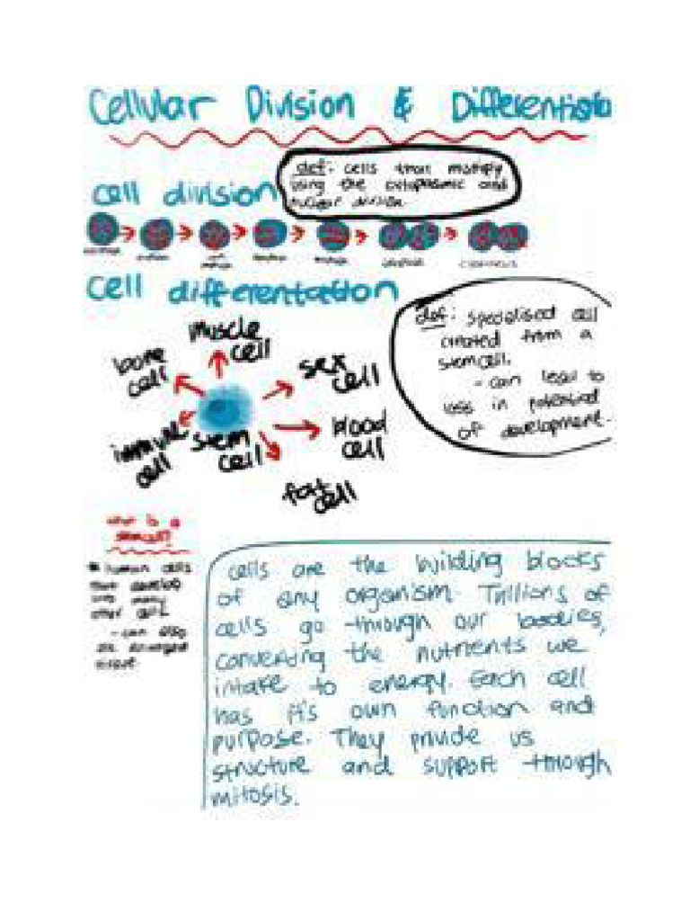 Project - Modeling Cellular Division and Differentiation | PDF