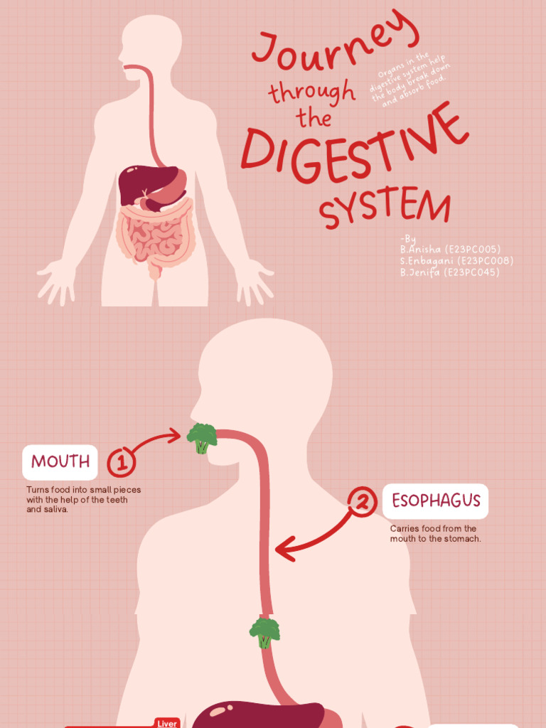 Digestive System Educational Video in Red Pink Illustrative Style PDF | PDF