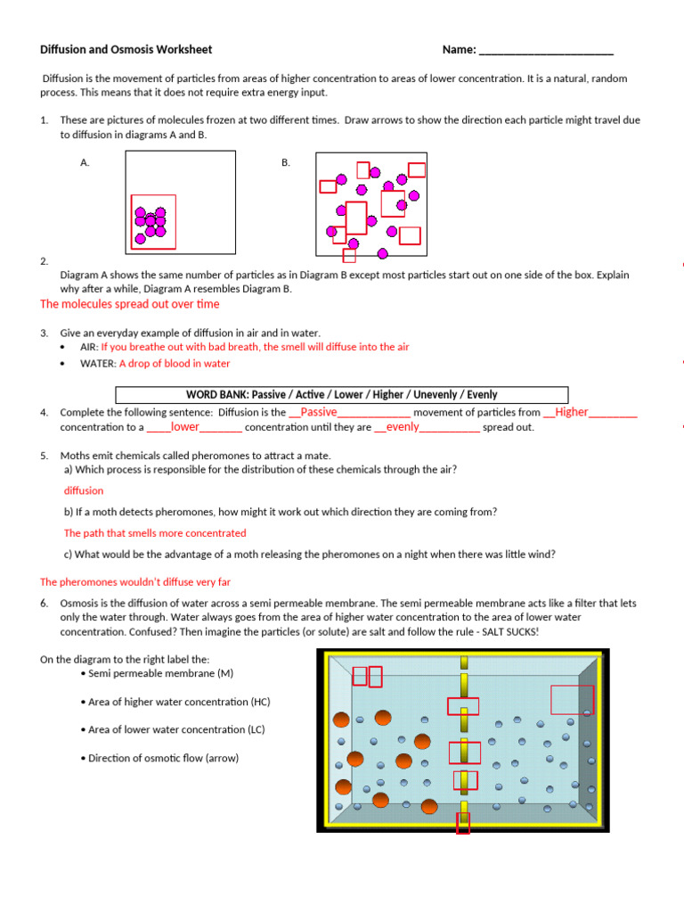 Diffusion and Osmosis Worksheet Guide | PDF | Osmosis | Diffusion